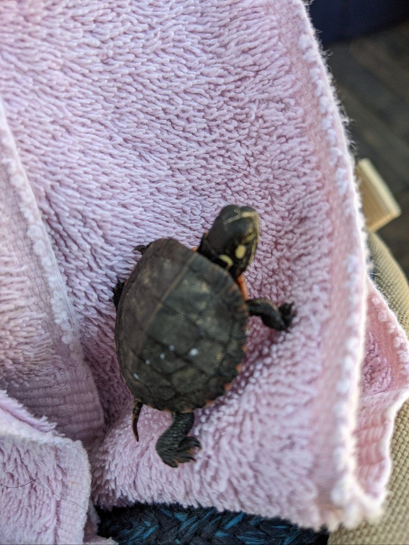 Turtle Tales(6/2/23)-by Anne